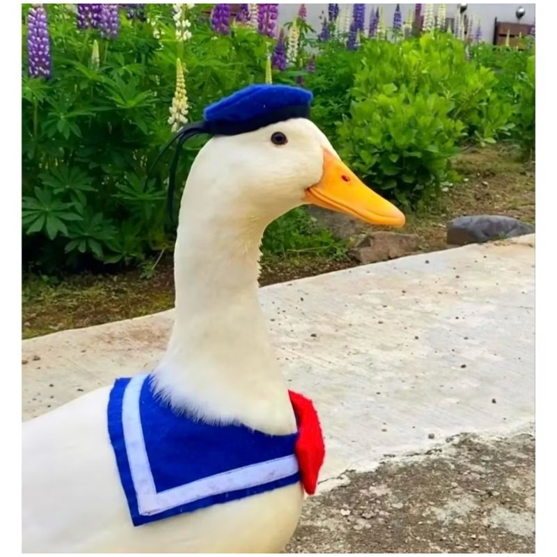 Roupa Pet Fantasia Pato Donald Para Pato Marreco Ganso Etc Shopee