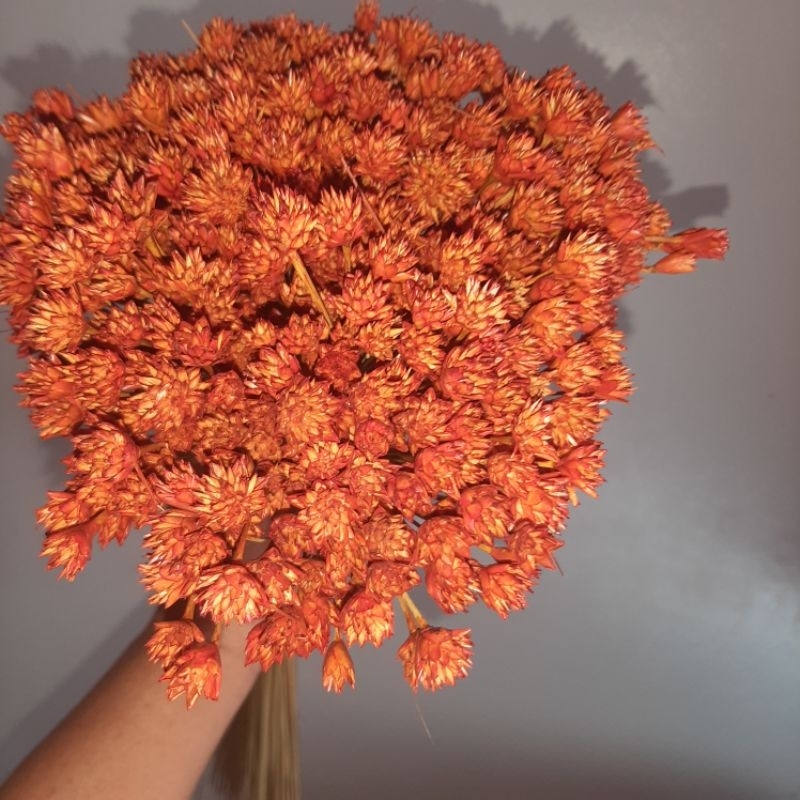 Flor decoração Espeta Nariz- 250hastes | Shopee Brasil