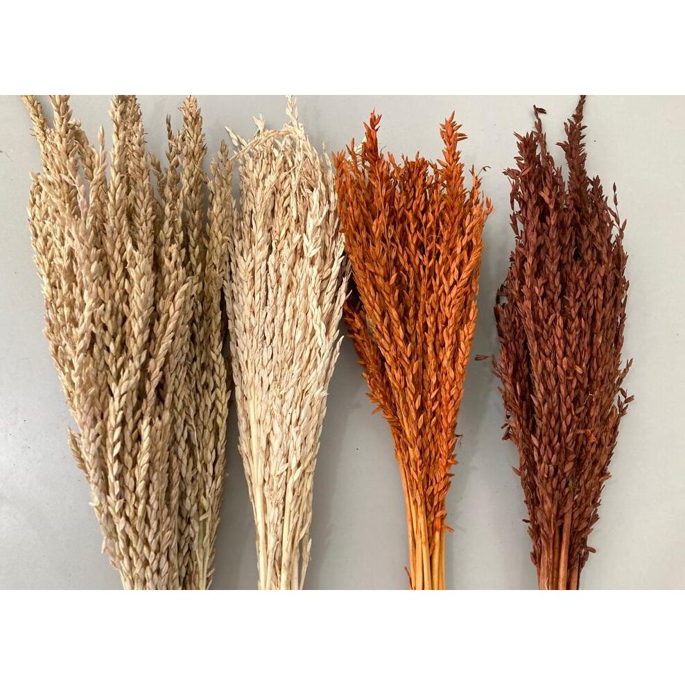 Flor De Trigo Colorido Desidratado Atemporal | Shopee Brasil