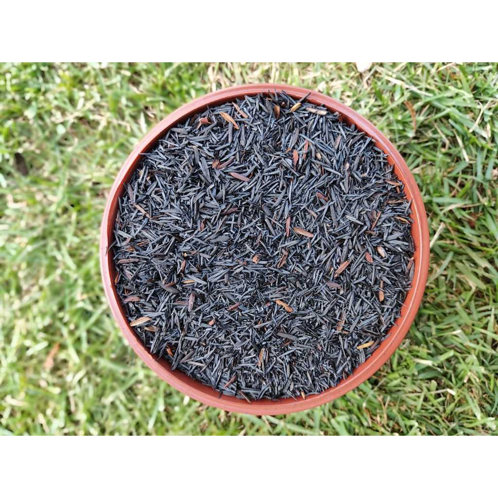50 Litros Casca de Arroz Carbonizada 100% Natural - Ideal para Jardins ...
