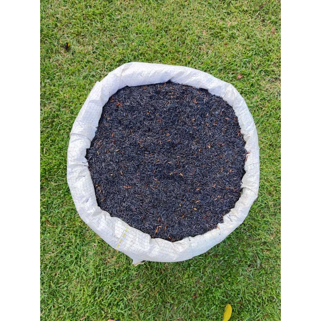 Casca de Arroz Carbonizada 50 Litros - Perfeita para Hortas e Jardins ...
