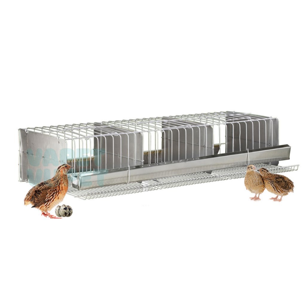 Gaiola Para 15 Codorna Poedeira Postura Criadeira 3 Divisória Aves Ovos ...