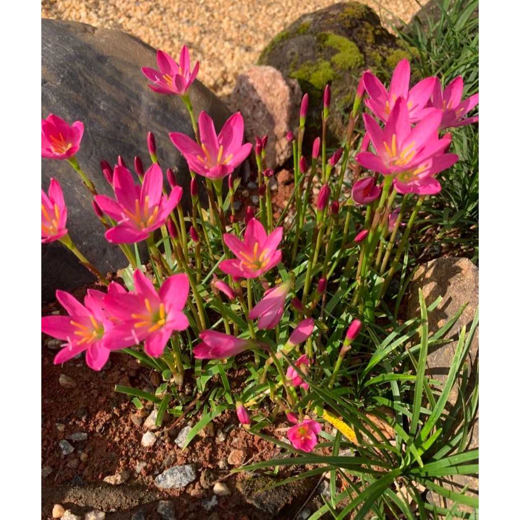 Muda Flor Rosa Junquilho planta lírio do vento Zephyranthes candida ...