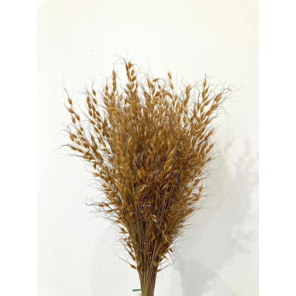 Capim dourado ou capim ouro, seco e desidratado,flor seca Decoração ...
