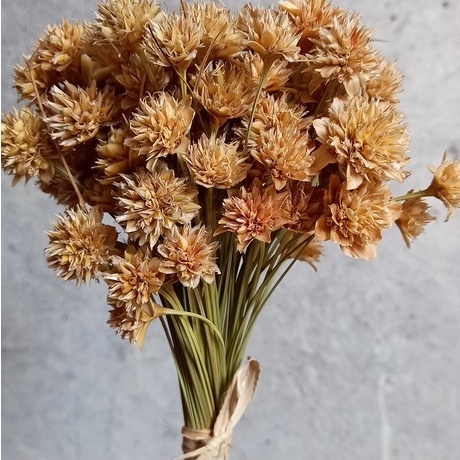 Flor espeta nariz ,100 flores secas,flor desidratada. | Shopee Brasil