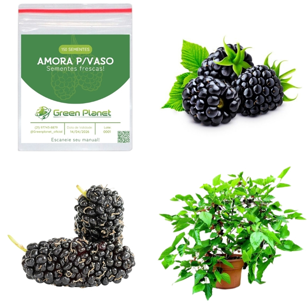 150 Sementes de Amora P/ Vaso - Faça sua Horta! | Shopee Brasil