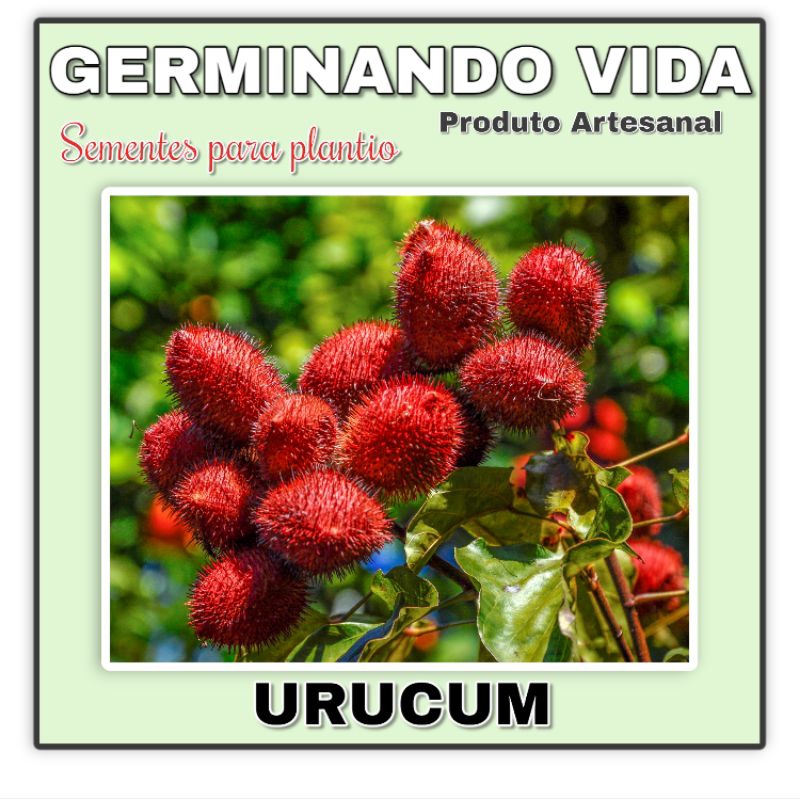 100 Sementes Urucum Para Plantio - Urucu - Bixa Orellana - Colorau ...