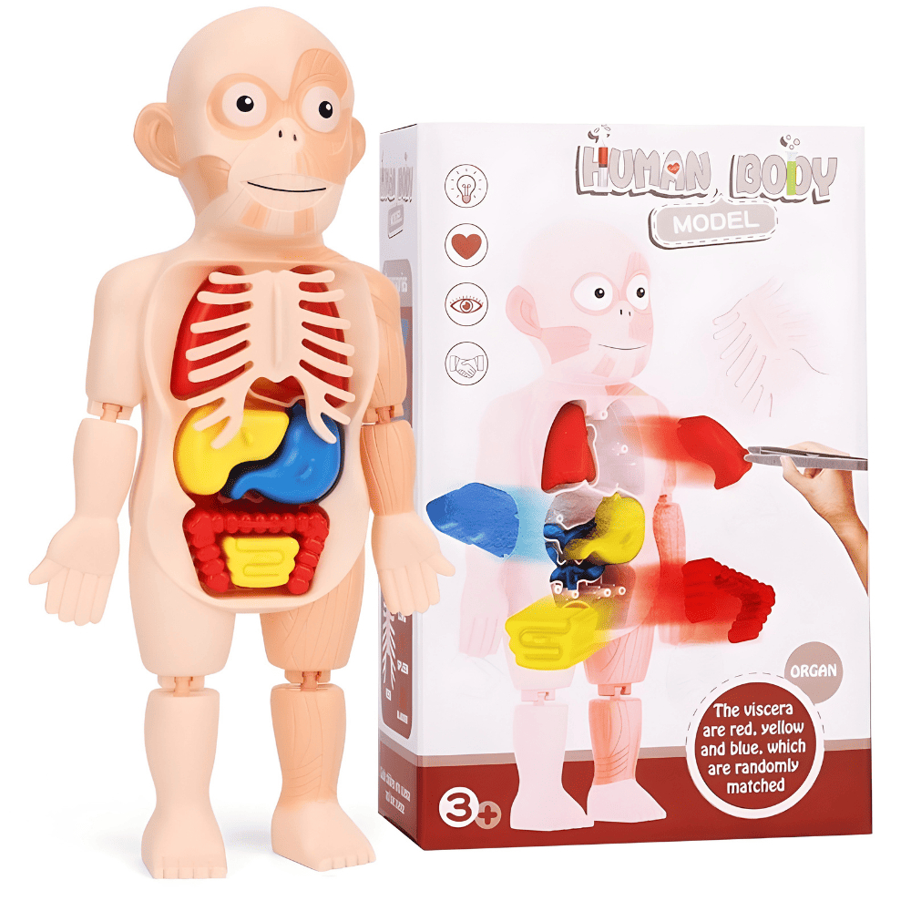 Boneco De Anatomia Humana Quebra Cabeça Corpo Humano Brinquedo ...