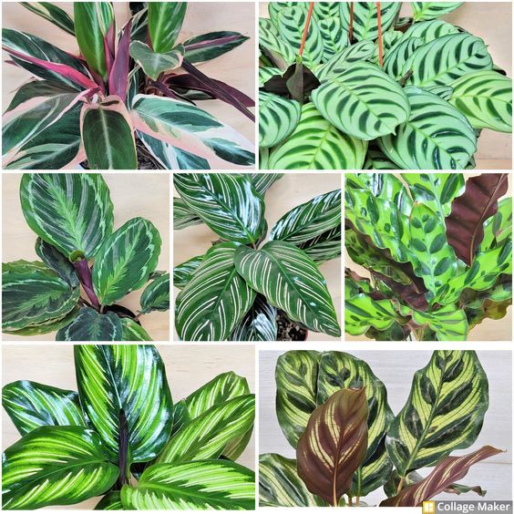 100 sementes de marantas sortidas mix de especies com manual de cultivo ...