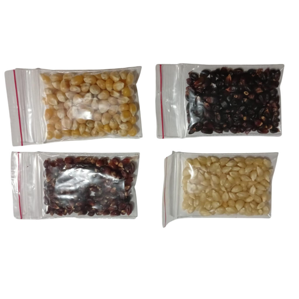 400 semente pipoca amarela preta roxa e branca | Shopee Brasil