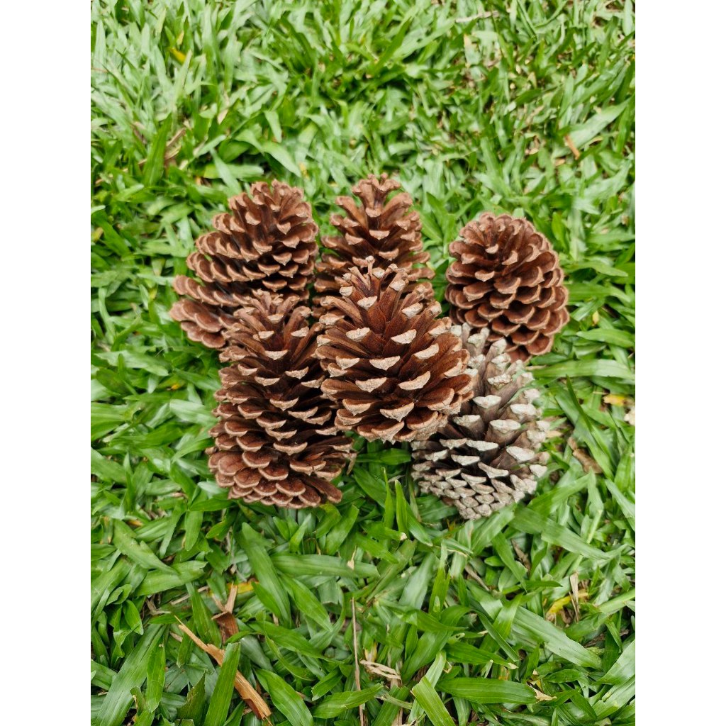 Kit de Pinhas GRANDES Natal Pinhas Naturais Pinha Pinheiro Pinhas ...