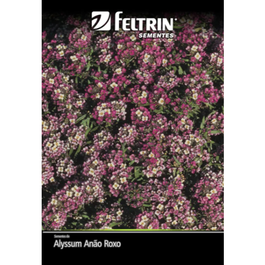 Sementes de Alyssum Violeta / Alisso Flor de Mel Roxa - 1 envelope com ...