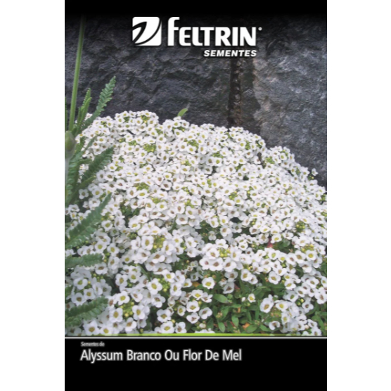 Sementes de Alyssum/Alisso Branco Flor de Mel - 700 unidades | Shopee ...