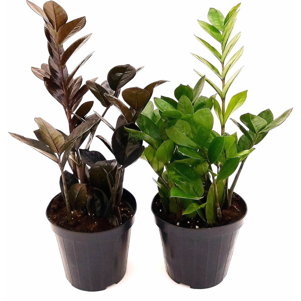 Black Zamioculca Planta da Fortuna Verde ou Preta, Feng Shui, Fácil de ...