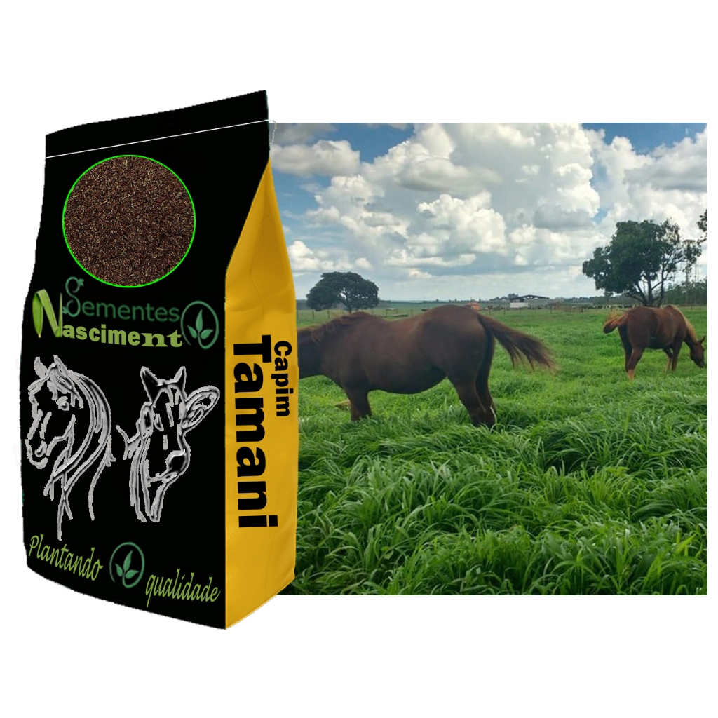 20kg Sementes de capim tamani ideal para bovinos e equinos | Shopee Brasil