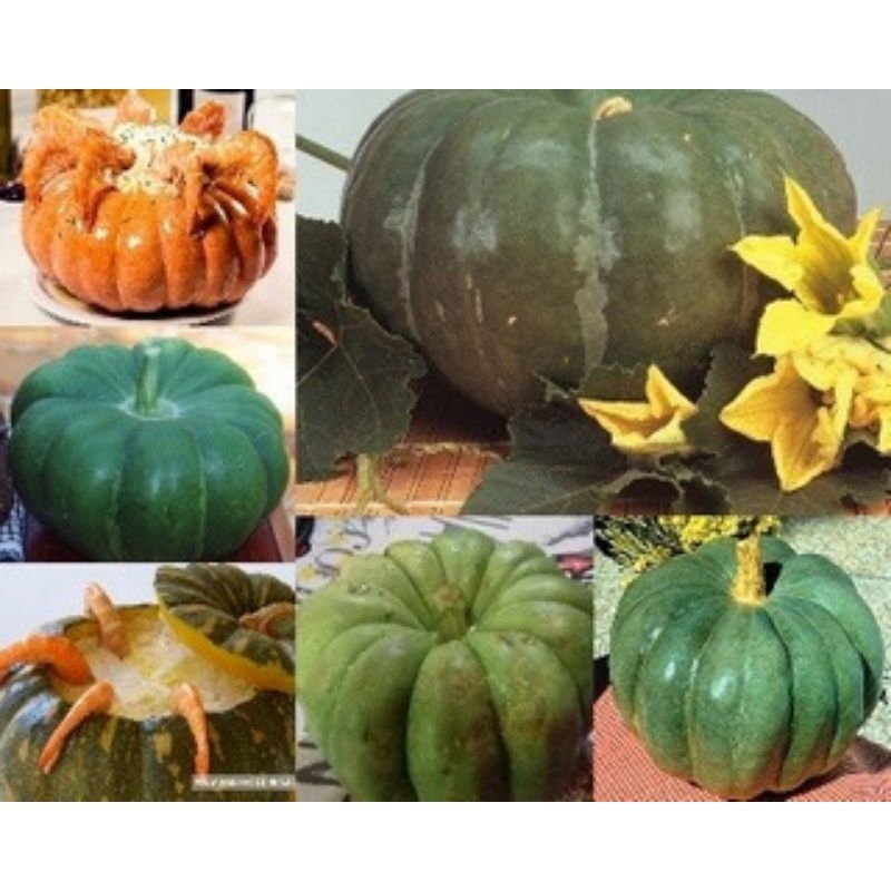 500 Sementes de Jerimum Caboclo ou abóbora Natural para plantio ...