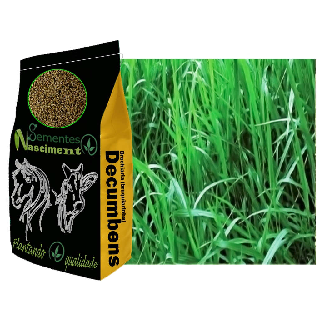 5kg Sementes de brachiaria decumbens ótimo para bovinos e resistente a ...