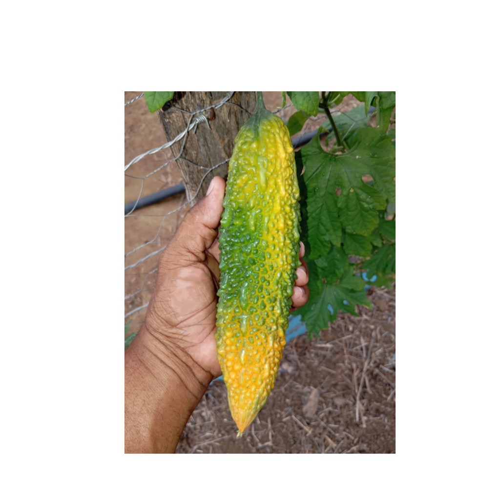 12 Sementes Nigagori Goya Melao Sao Caetano Gigante | Shopee Brasil