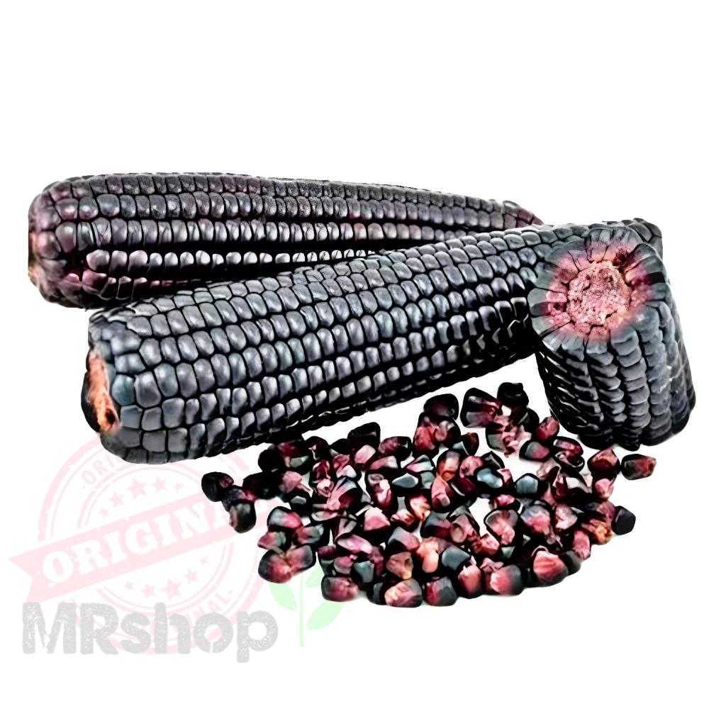 100 sementes milho preto maiz morado safra nova | Shopee Brasil
