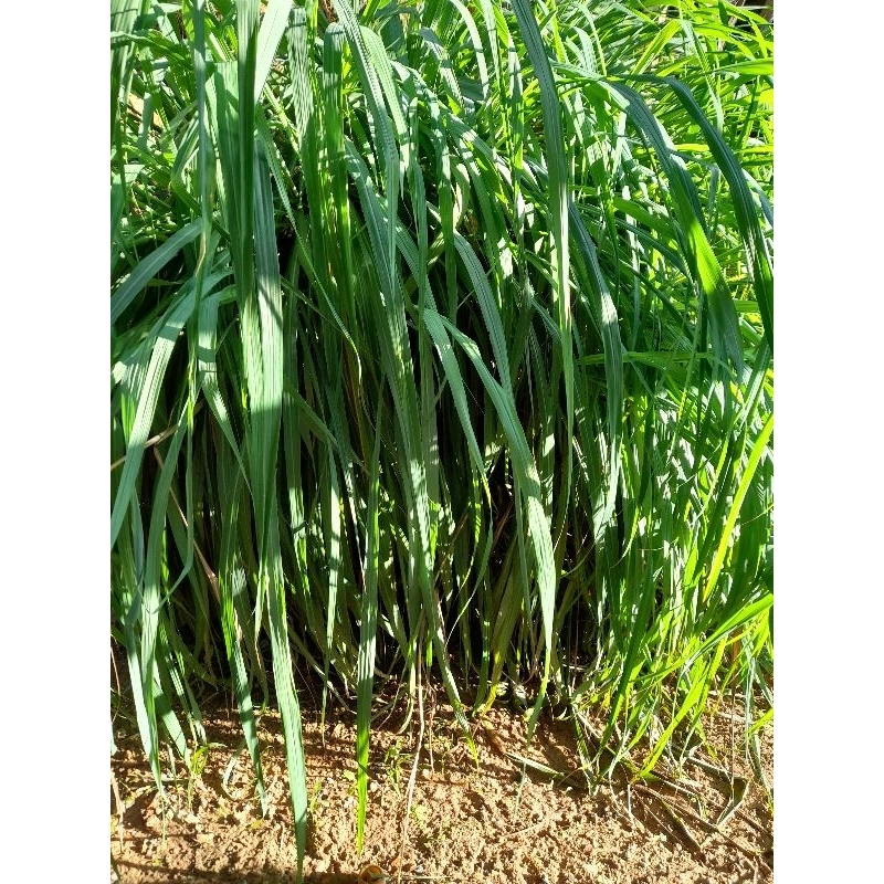 MUDA DE CITRONELA (REPELENTE NATURAL). | Shopee Brasil