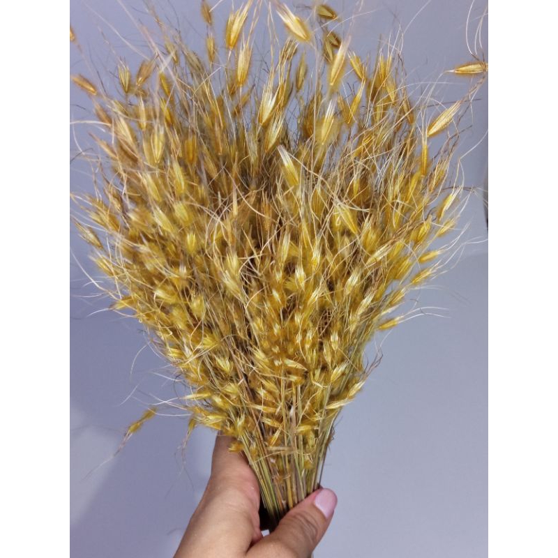 Capim dourado ou capim ouro, seco e desidratado,flor seca | Shopee Brasil