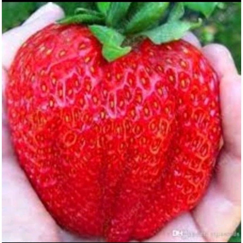 250 Sementes de Morango Gigante | Shopee Brasil