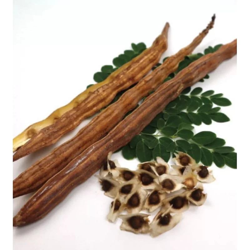 Moringa 330 Sementes Muringa Oleifeira Para Silagem Animal | Shopee Brasil