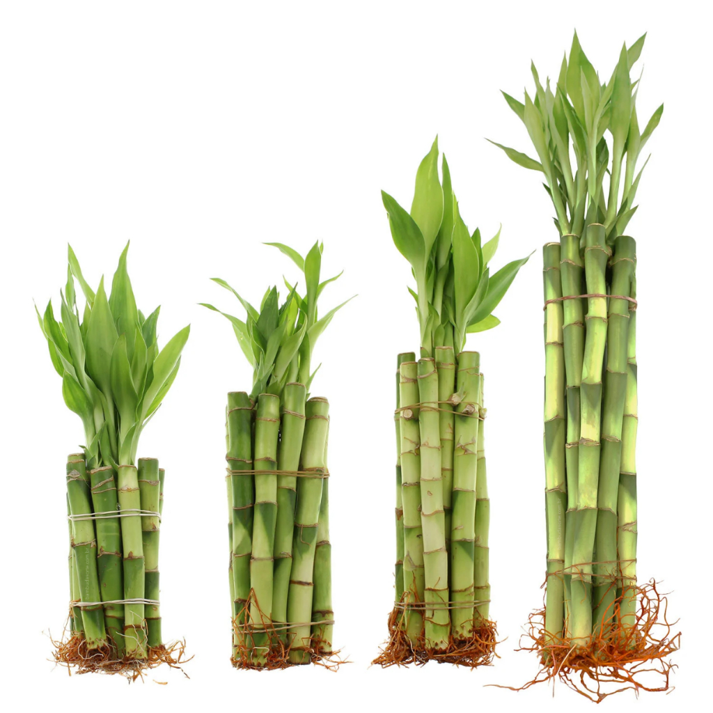 Haste Bambu da Sorte, Muda de Bambu da Sorte, Lucky Bamboo ...