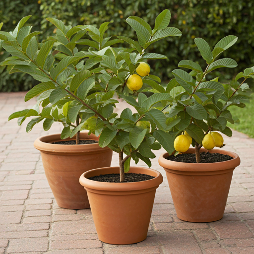 Sementes de goiaba para vasos | Shopee Brasil