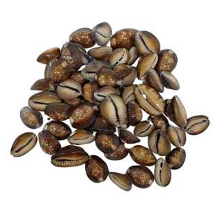 Buzios Africano Natural Pacote com 100g Umbanda Candomblé | Shopee Brasil