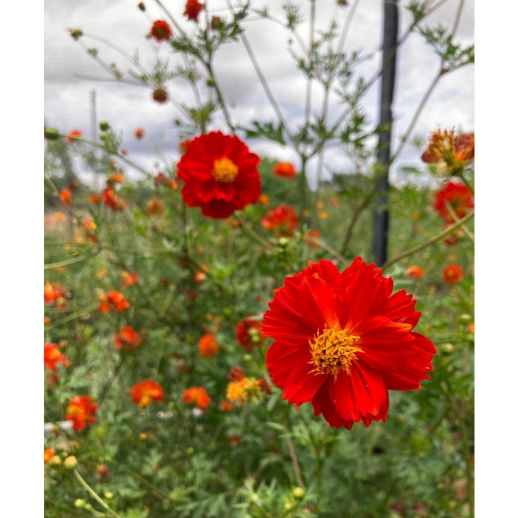 30 Sementes de Cosmos Vermelho "Cosmic Red" (Cosmos sulphureus) Flore ...