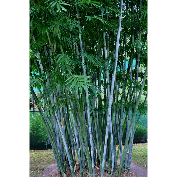 100 Sementes de Bambú Azul Tropical (Bambusa chungii ) | Shopee Brasil
