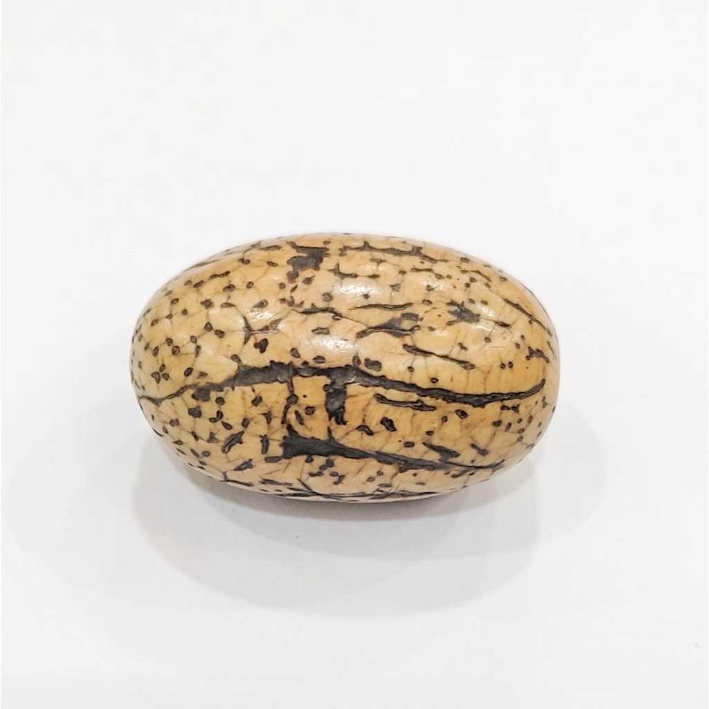 Semente Jupati Natural | Shopee Brasil