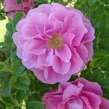100 Sementes de Rosa rugosa ‘Jens Munk’ | Shopee Brasil