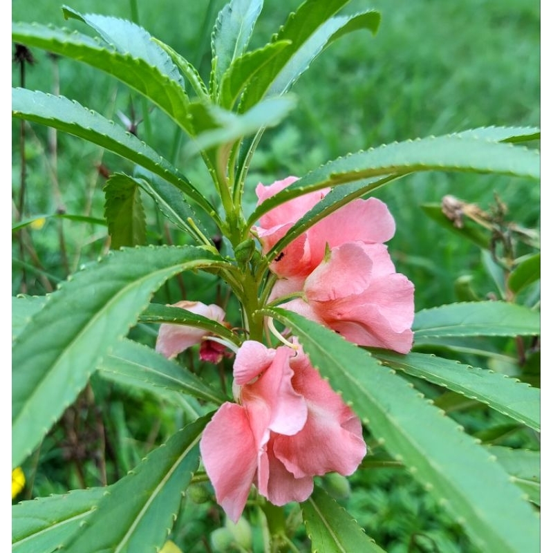 30 Sementes de flor impatiens balsamina camélia dobrada rosa clara ...