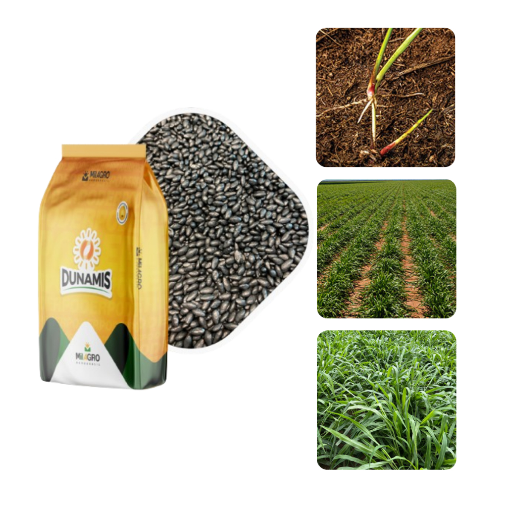 Capim Dunamis - 500g de Sementes | Shopee Brasil
