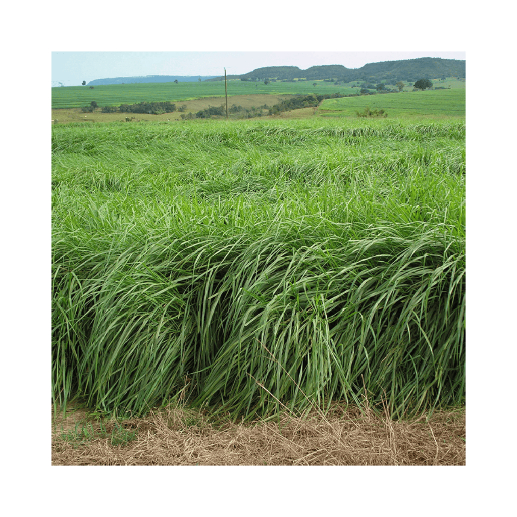 Sementes de Capim Massai VC76 Matsuda - 5kg | Shopee Brasil
