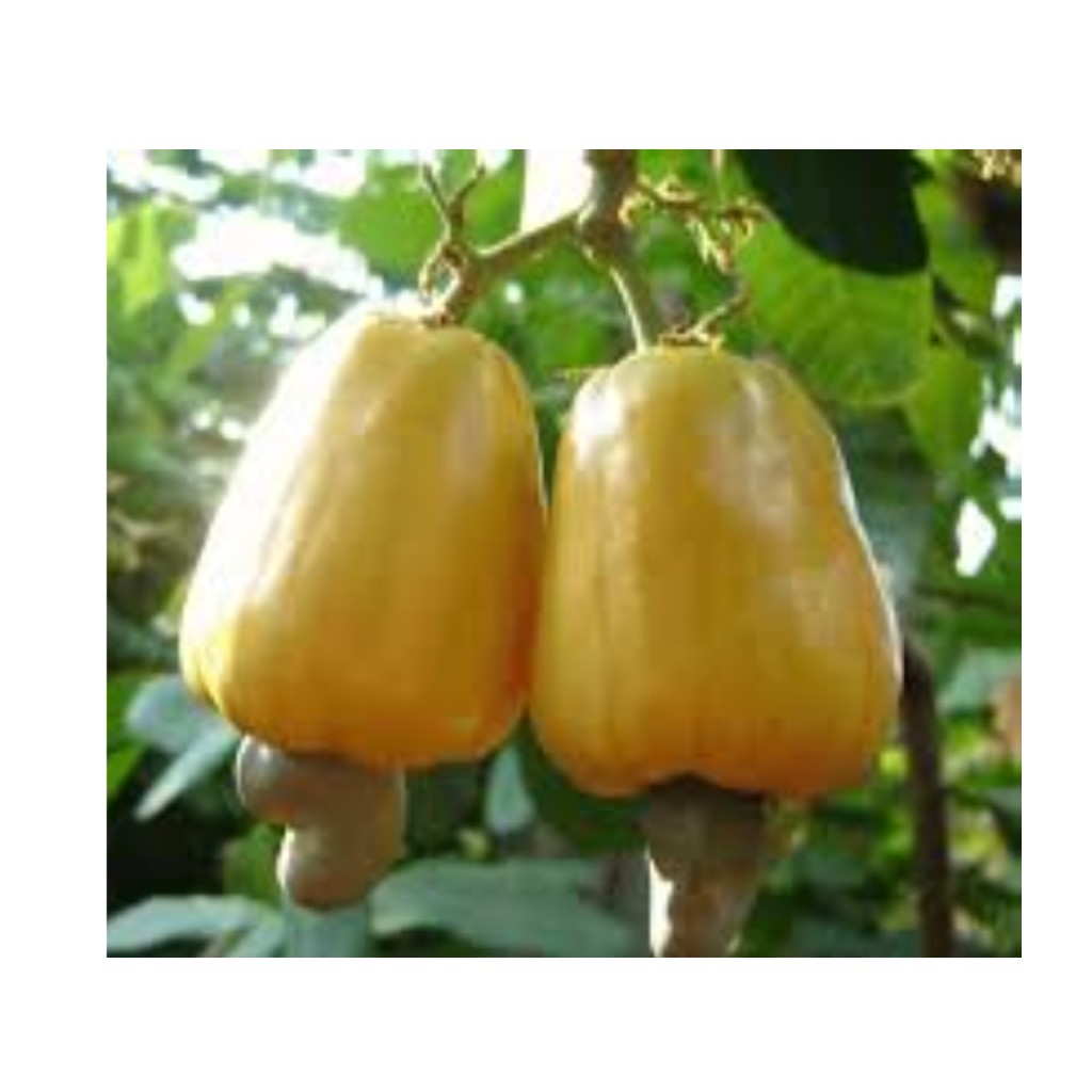 30 Sementes Cajú Anão Amarelo Precoce - Produz Em Até 6 Meses | Shopee ...