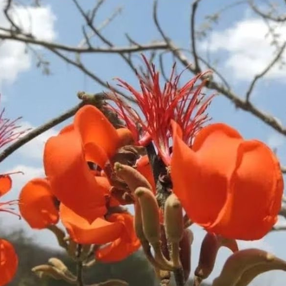 30 pcs sementes murungu litoral | Shopee Brasil