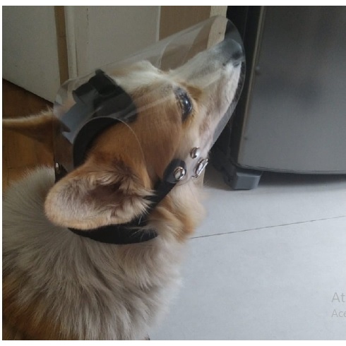 Protetor Ocular para Cães e Pets- Viseira de Proteção para Cães P ...