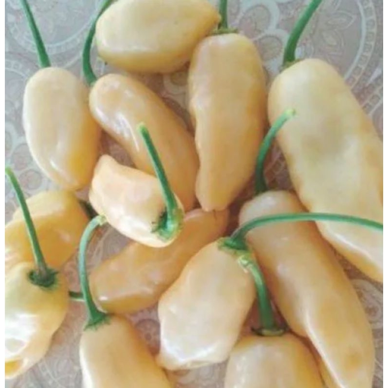 100 semente novas de pimenta de cheiro acemira | Shopee Brasil