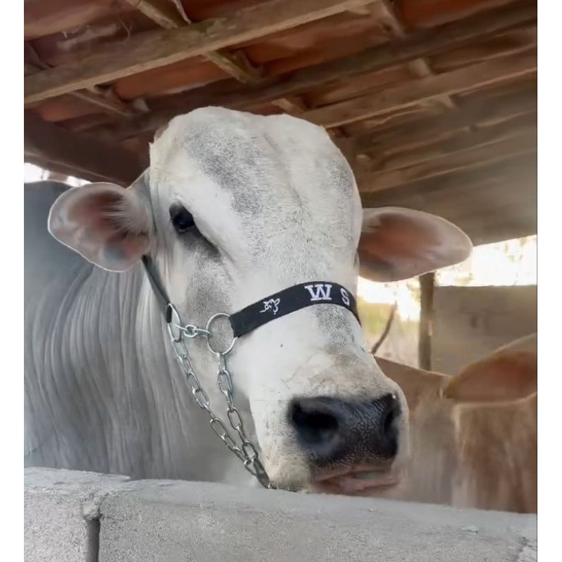 cabresto para bois . touros. vacas de corrente 5 argolas com nome ...