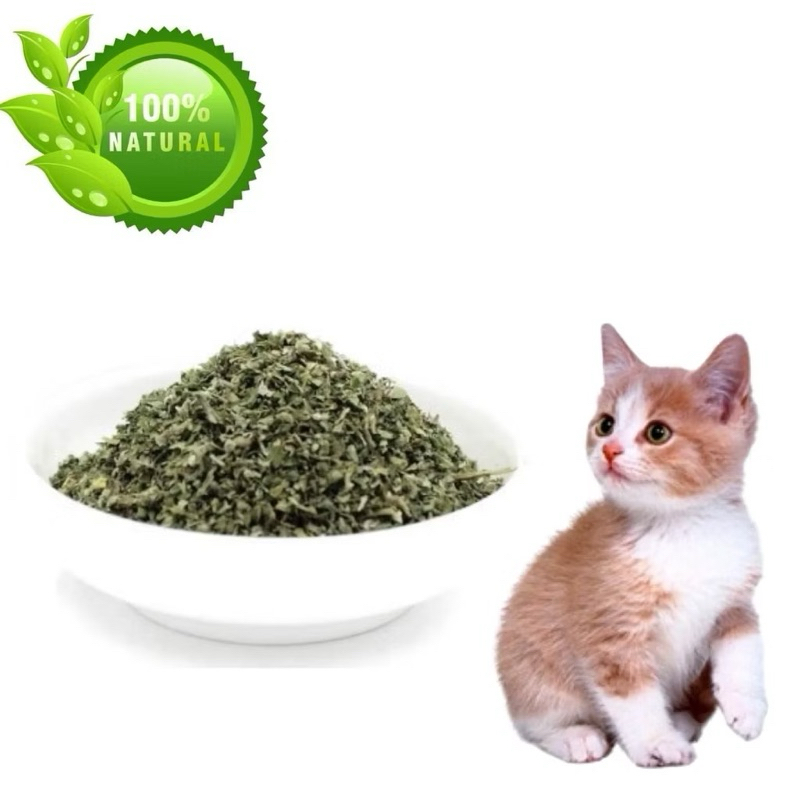 Catnip Erva Do Gato 5g Natural Deixa o Gato Alegre. Catnip pet, gatos ...