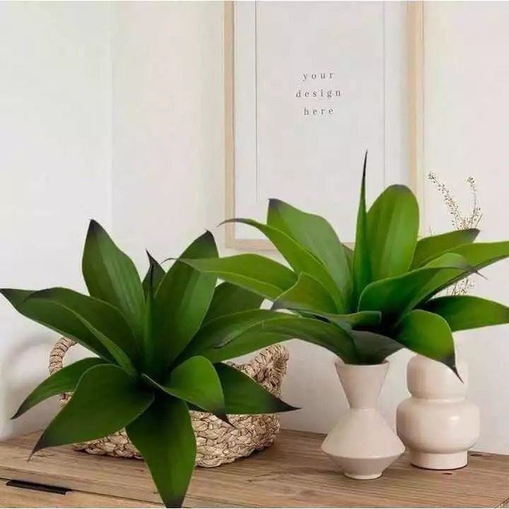 Folha Artificial Agave raiz X24 Para Arranjos Verde-LMM800917 | Shopee ...