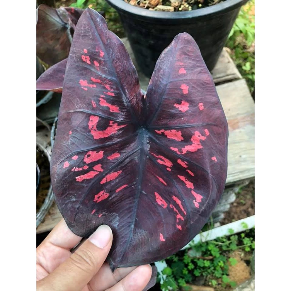 100 sementes caladium Rosy Glow’ com manual de cultivo pronta entrega ...