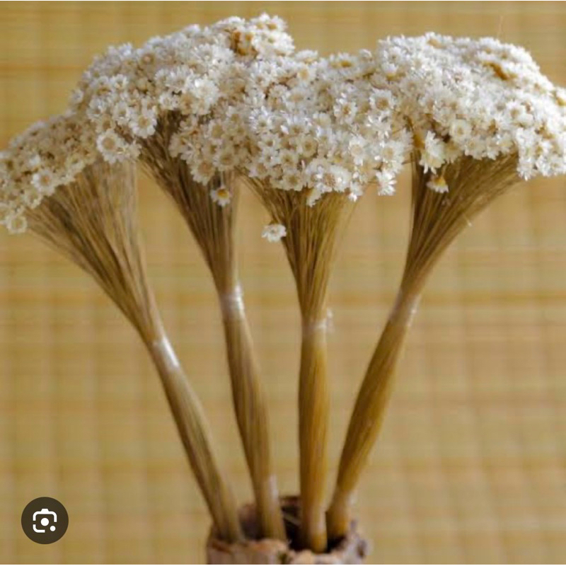 10 buquê de flor sempre viva natural, 400 florzinha seca desidratada ...