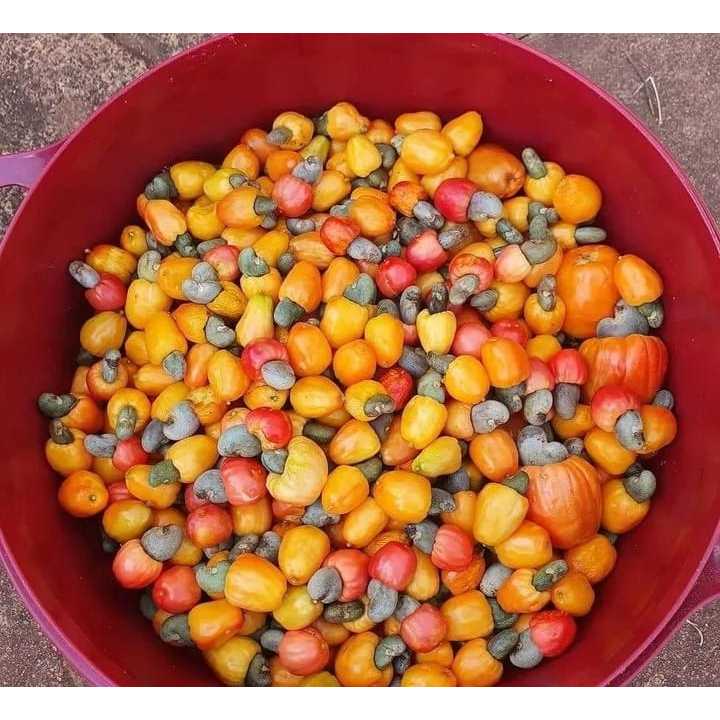 Cajuzinho Do Cerrado Cajuí Fruta Exótica Rara ( 30 Sementes ...