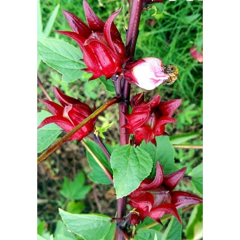 200 SEMENTES DE HIBISCO SABDARRIFA, AZEDINHA, CARURU AZEDO, QUIABO ROXO ...