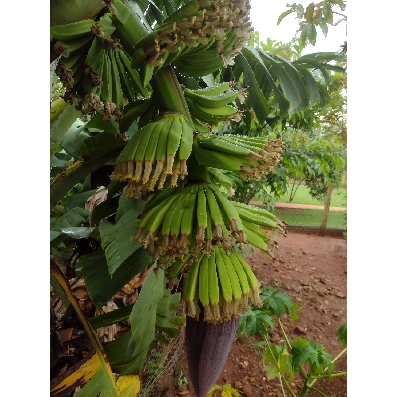 Muda banana nanica | Shopee Brasil