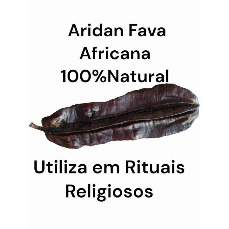 Fava de Aridan Africana Sagrada Original 1 unidade Umbanda Candomblé ...